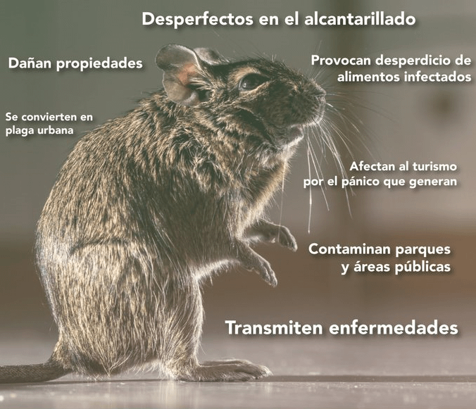 Desratizar Plagas de ratas y ratones